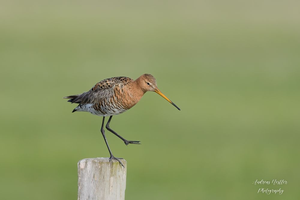 Balanceakt Foto & Bild | spezial, outdoor, natur Bilder auf fotocommunity