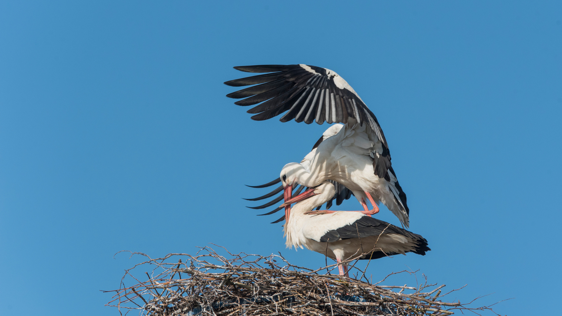 * Balanceakt * Foto & Bild | fotos, natur, tiere Bilder auf fotocommunity