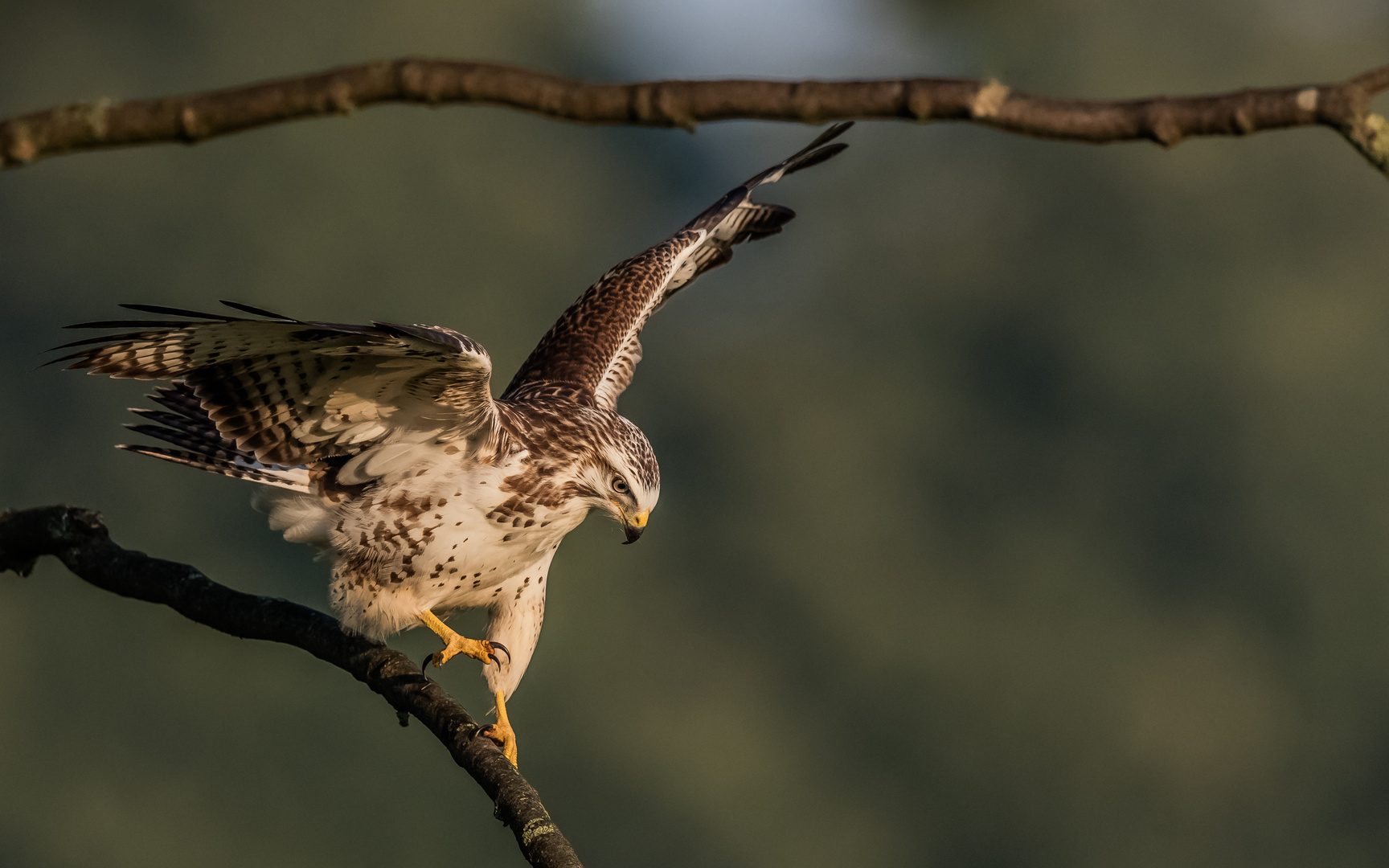 Balanceakt Foto & Bild | tiere, wildlife, wild lebende vögel Bilder auf fotocommunity