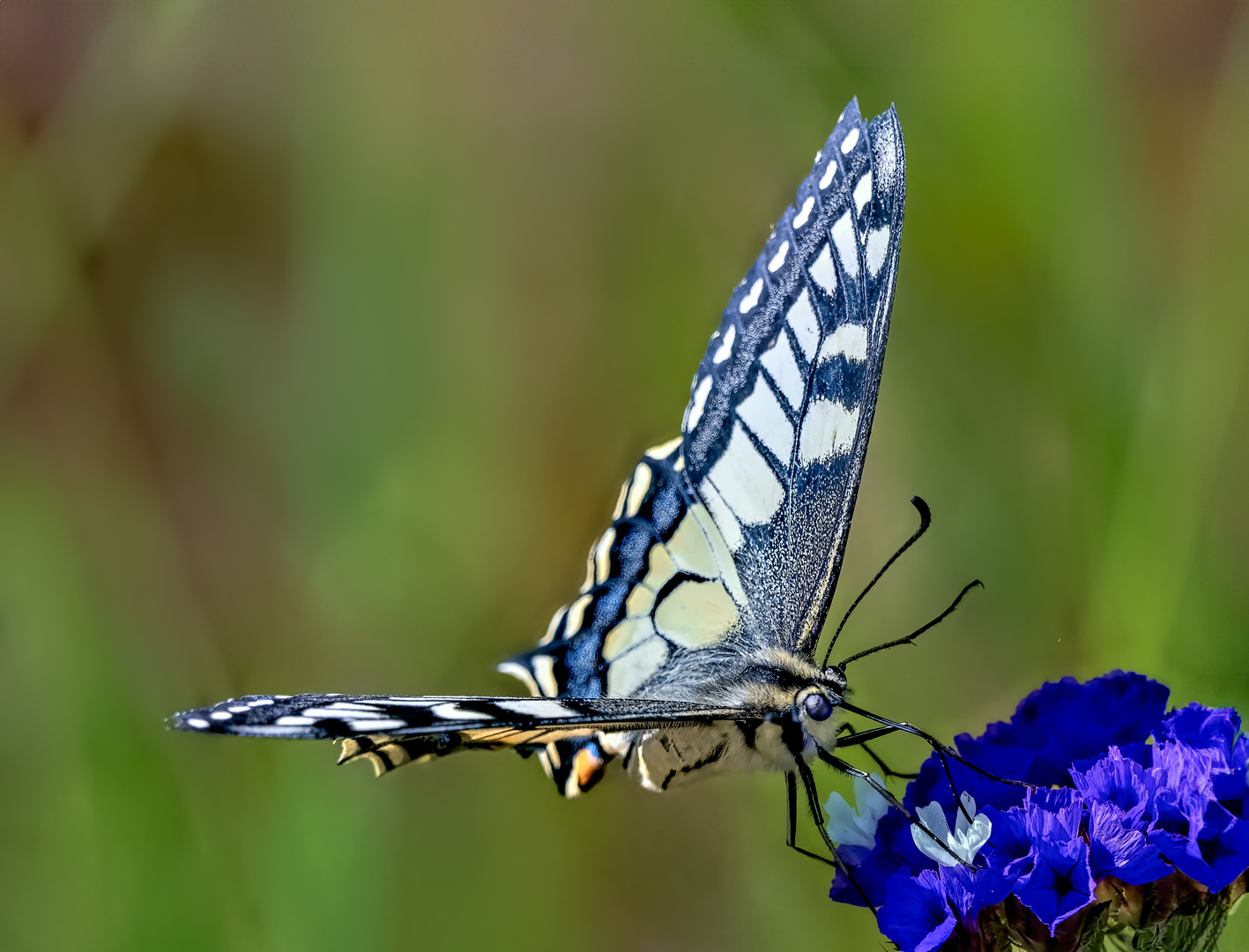 Balanceakt Foto & Bild | tiere, wildlife, schmetterlinge Bilder auf fotocommunity
