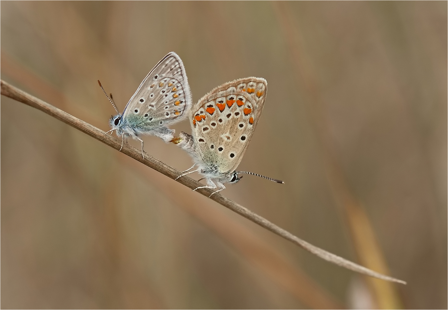 Balanceakt Foto & Bild | fotos, nature, outdoor Bilder auf fotocommunity