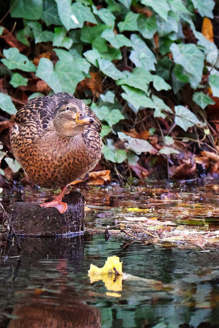 Balanceakt Foto & Bild | tiere, wildlife, wild lebende vögel Bilder auf fotocommunity