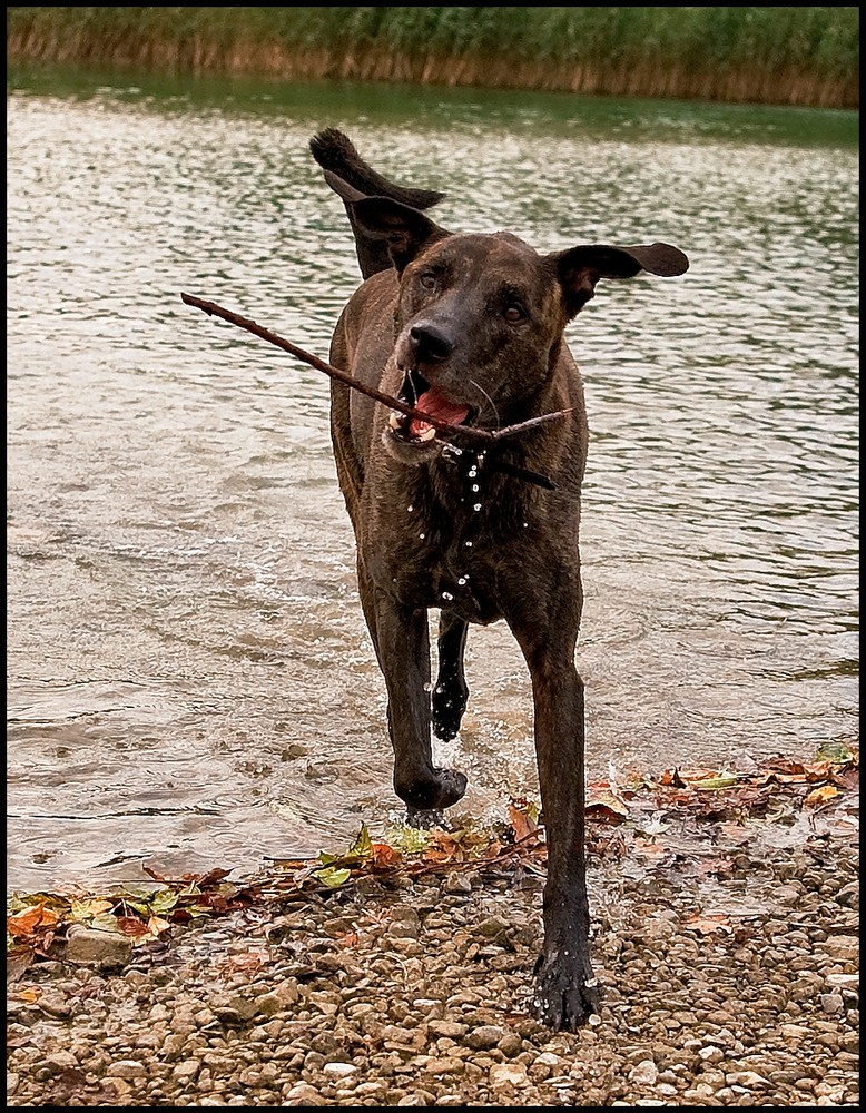 Balanceakt Foto & Bild | tiere, haustiere, hunde Bilder auf fotocommunity