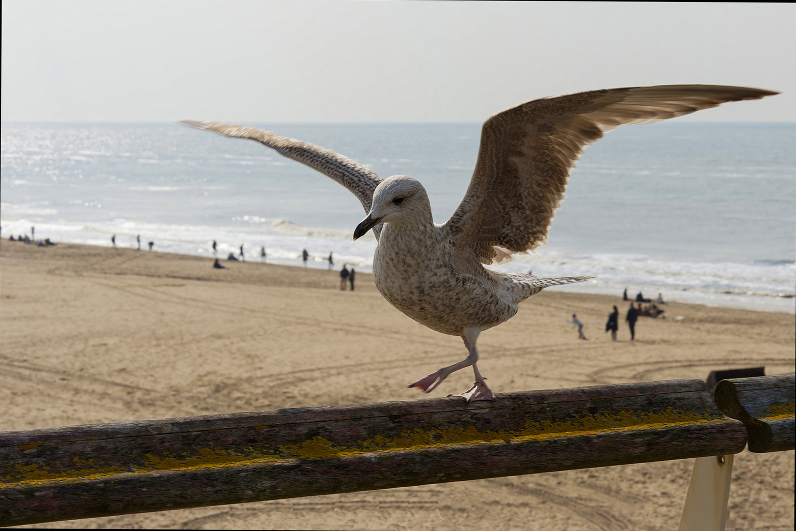 Balanceakt Foto & Bild | europe, benelux, tiere Bilder auf fotocommunity