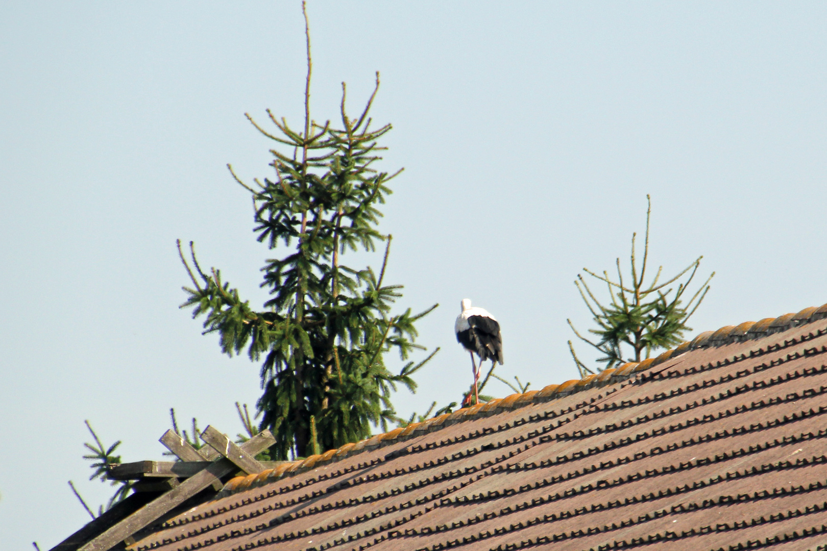 Balanceakt Foto & Bild | tiere, wildlife, wild lebende vögel Bilder auf fotocommunity