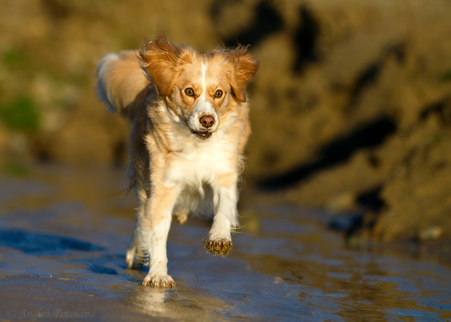 Balanceakt... Foto & Bild | tiere, haustiere, hunde Bilder auf fotocommunity