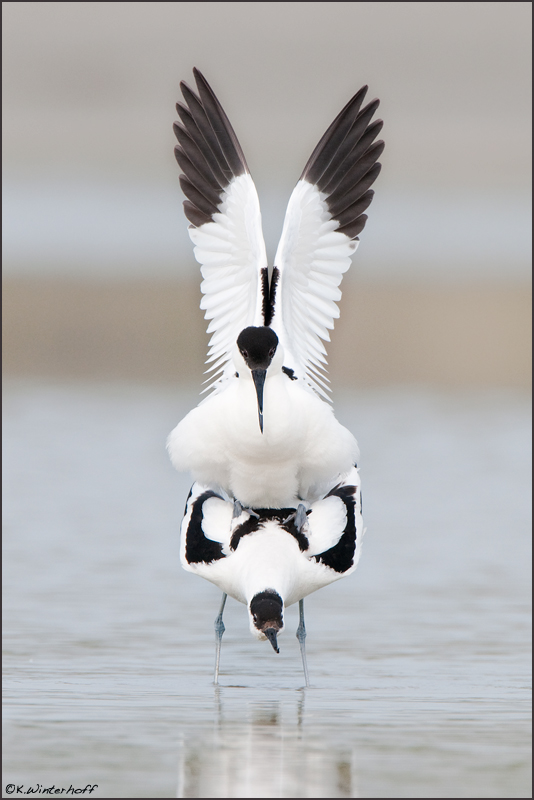 - Balanceakt - Foto & Bild | tiere, wildlife, wild lebende vögel Bilder auf fotocommunity