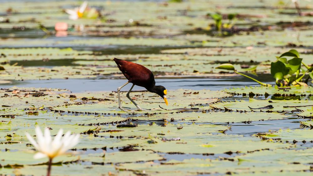 Balanceakt Foto & Bild | wasser, grün, natur Bilder auf fotocommunity
