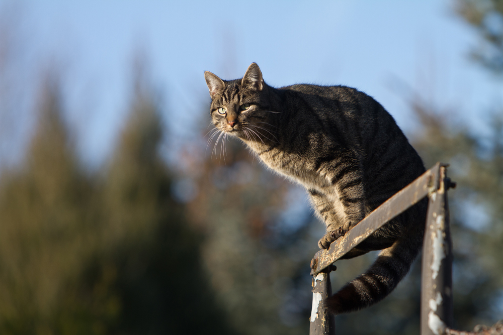 Balanceakt Foto & Bild | tiere, haustiere, katzen Bilder auf fotocommunity