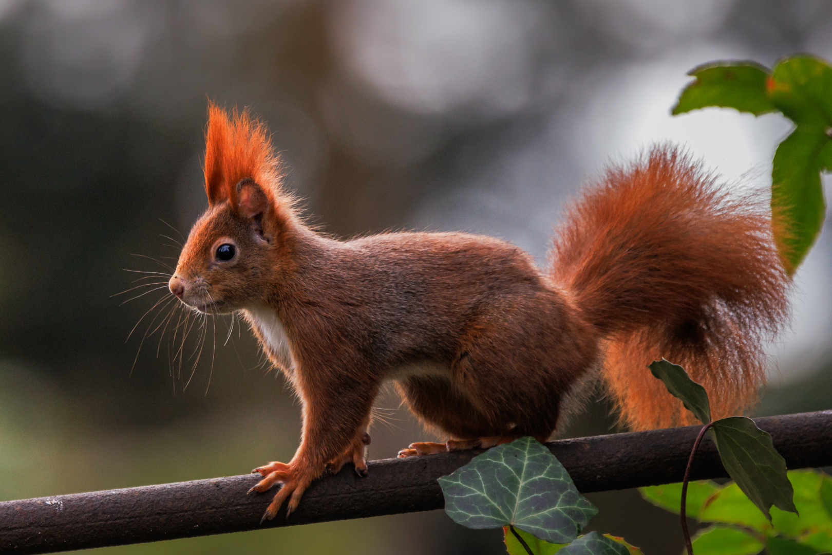 Balanceakt Foto & Bild | fotos, eichhörnchen, natur Bilder auf fotocommunity