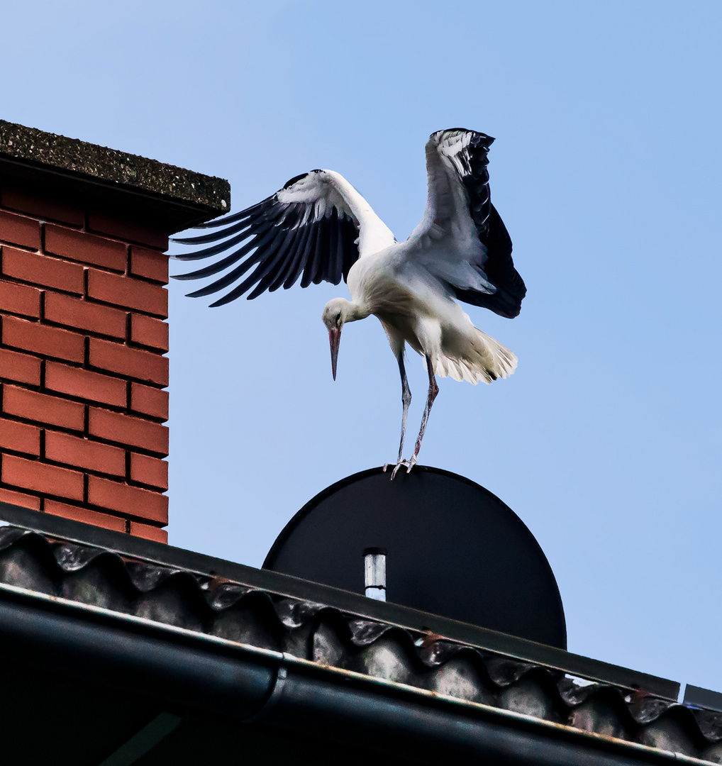 Balanceakt Foto & Bild | tiere, wildlife, wild lebende vögel Bilder auf fotocommunity