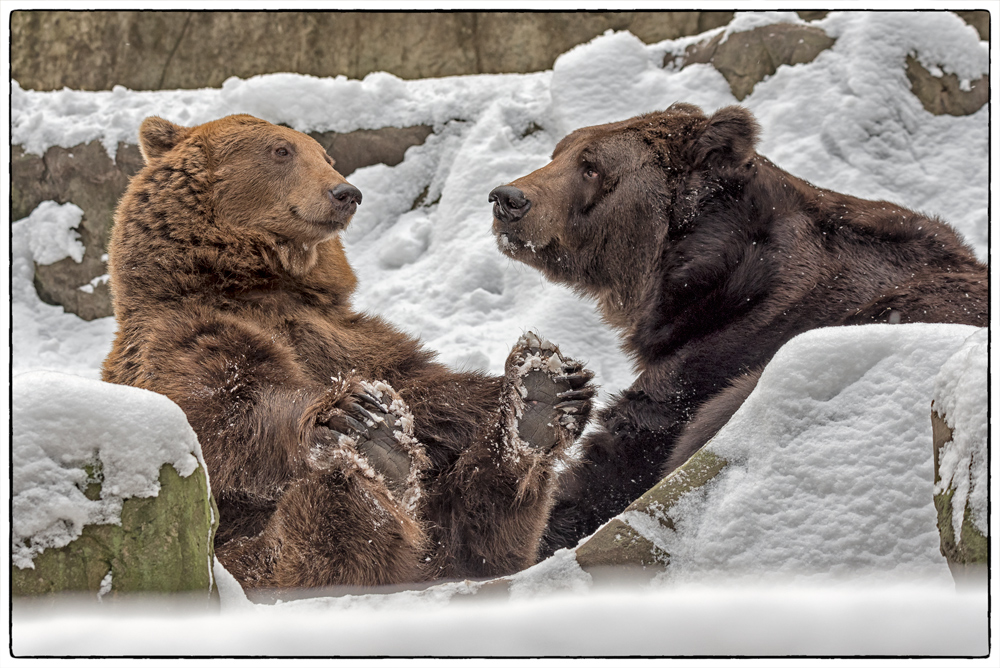 Balanceakt..... Foto & Bild | tiere, zoo, wildpark & falknerei, säugetiere Bilder auf fotocommunity