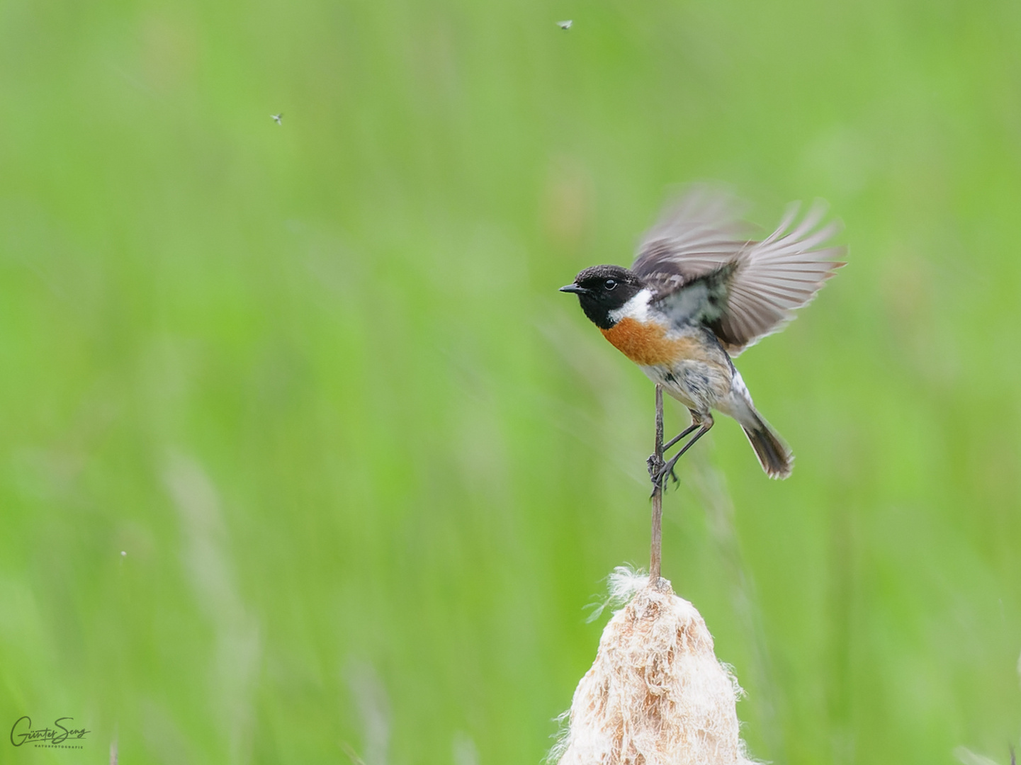 Balanceakt Foto & Bild | tiere, wildlife, natur Bilder auf fotocommunity