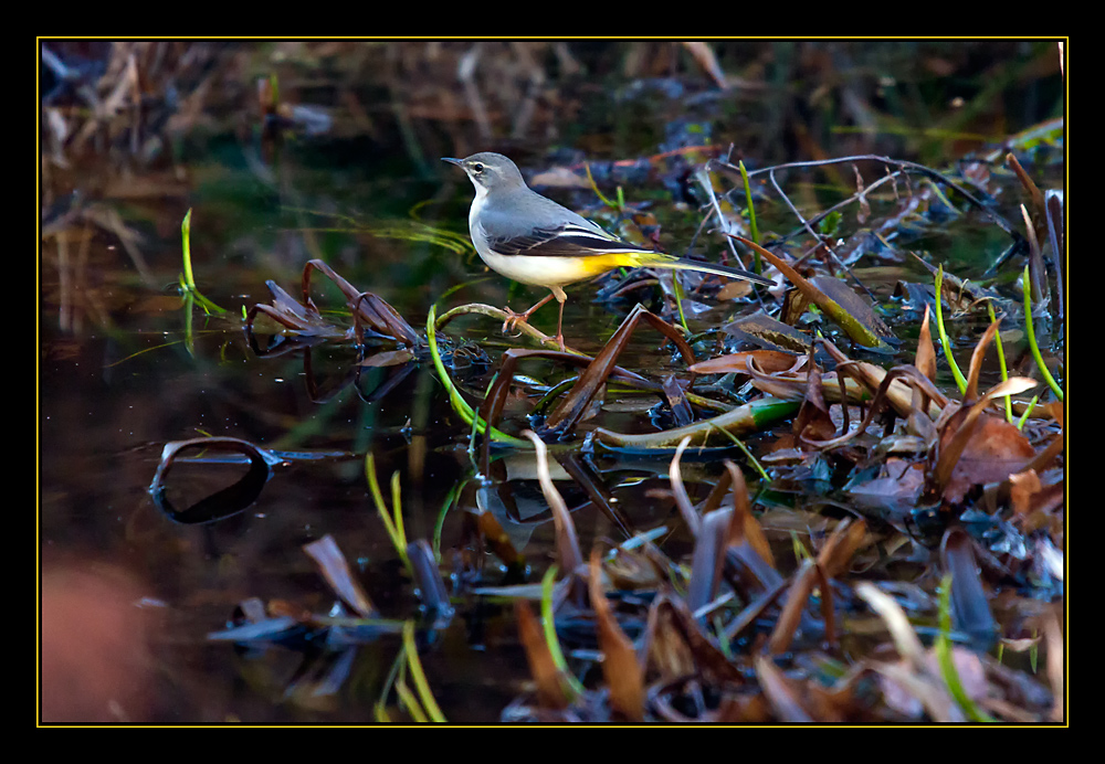 Balanceakt... Foto & Bild | tiere, wildlife, wild lebende vögel Bilder auf fotocommunity