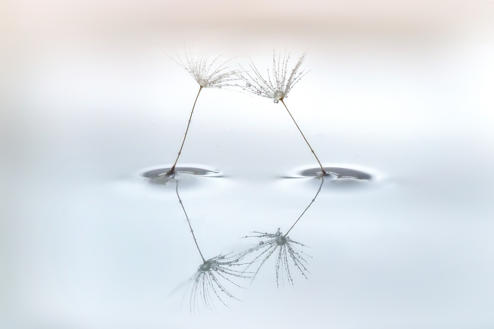 Balanceakt Foto & Bild | natur-makros, projekte, natur-kreativ Bilder auf fotocommunity