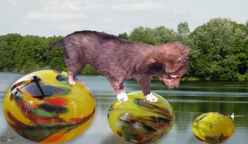 Balanceakt von Welpe, Tammy Foto & Bild | wasser, hund, himmel Bilder auf fotocommunity