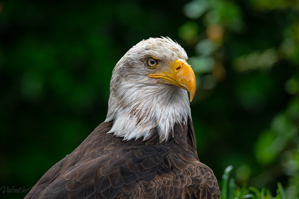 Bald eagle photo & image | vögel images at photo community