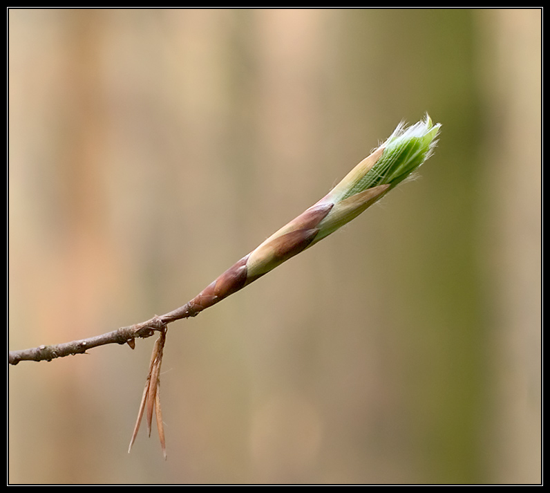 Bald ein Blatt Foto & Bild | 04 04 "frühling läßt...", archiv projekte ...