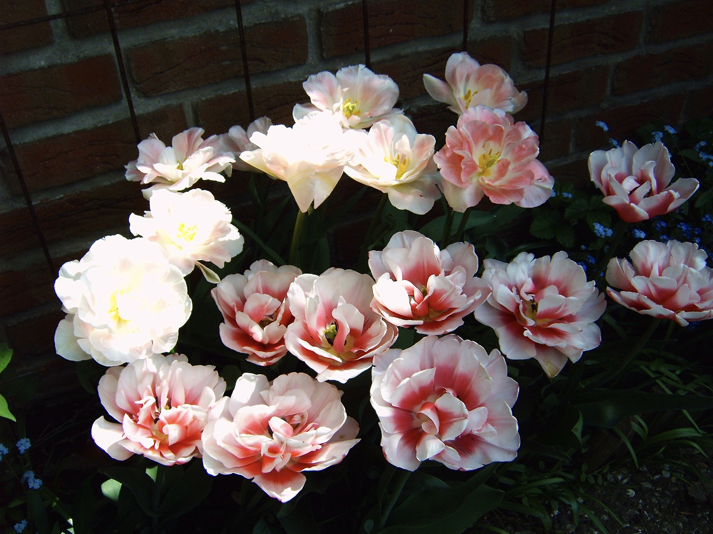 Bald kommt der Frühling !!! Foto & Bild | pflanzen, pilze & flechten, blüten- & kleinpflanzen ...