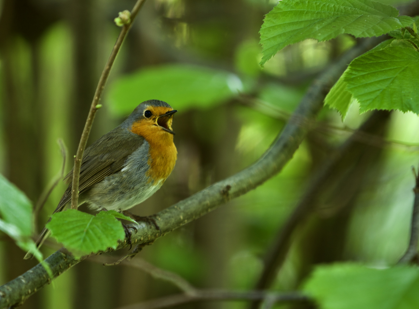 Bald singen sie wieder... Foto & Bild | tiere, wildlife, wild lebende ...