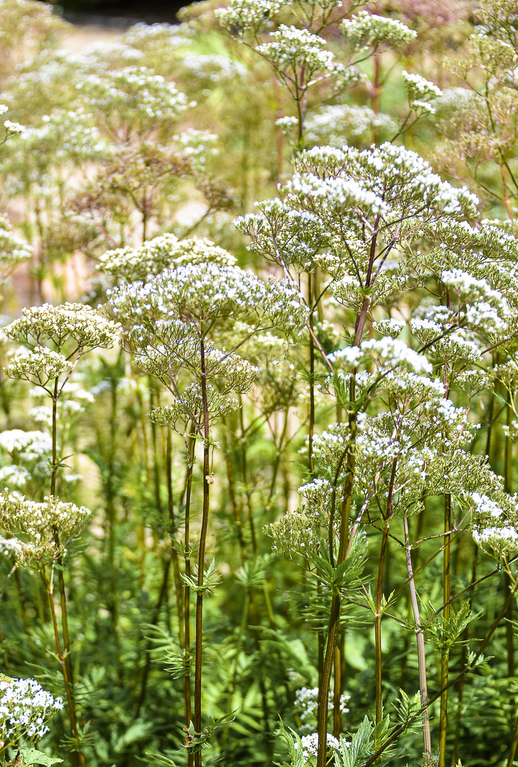 Baldrian Foto & Bild | pflanzen, pilze & flechten, heilpflanzen ...