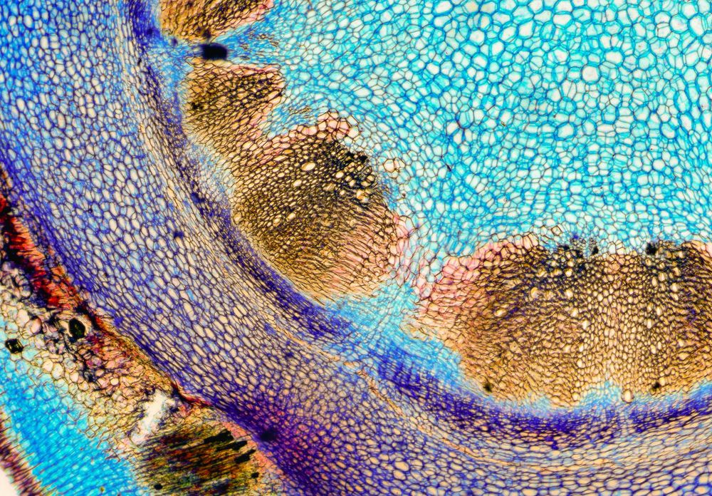 Baldrianstiel Querschnitt Foto & Bild | nah- & makro, techniken, aufnahme-techniken Bilder auf ...