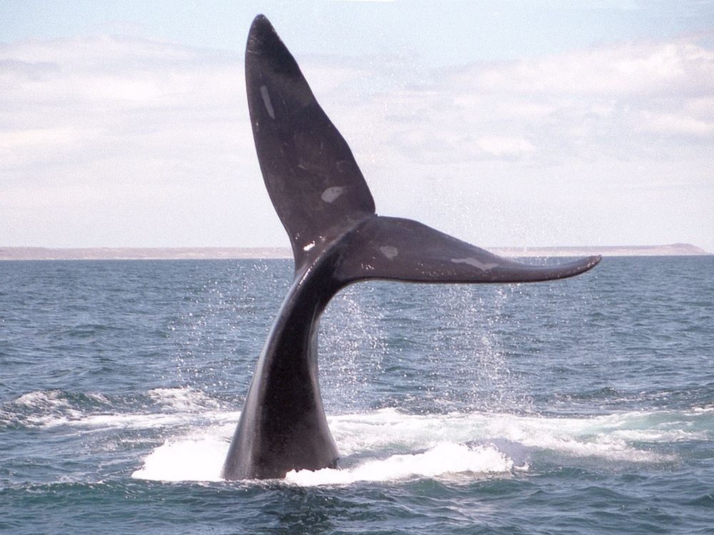 Baleine 1 photo et image | south america, argentina, región patagónica ...
