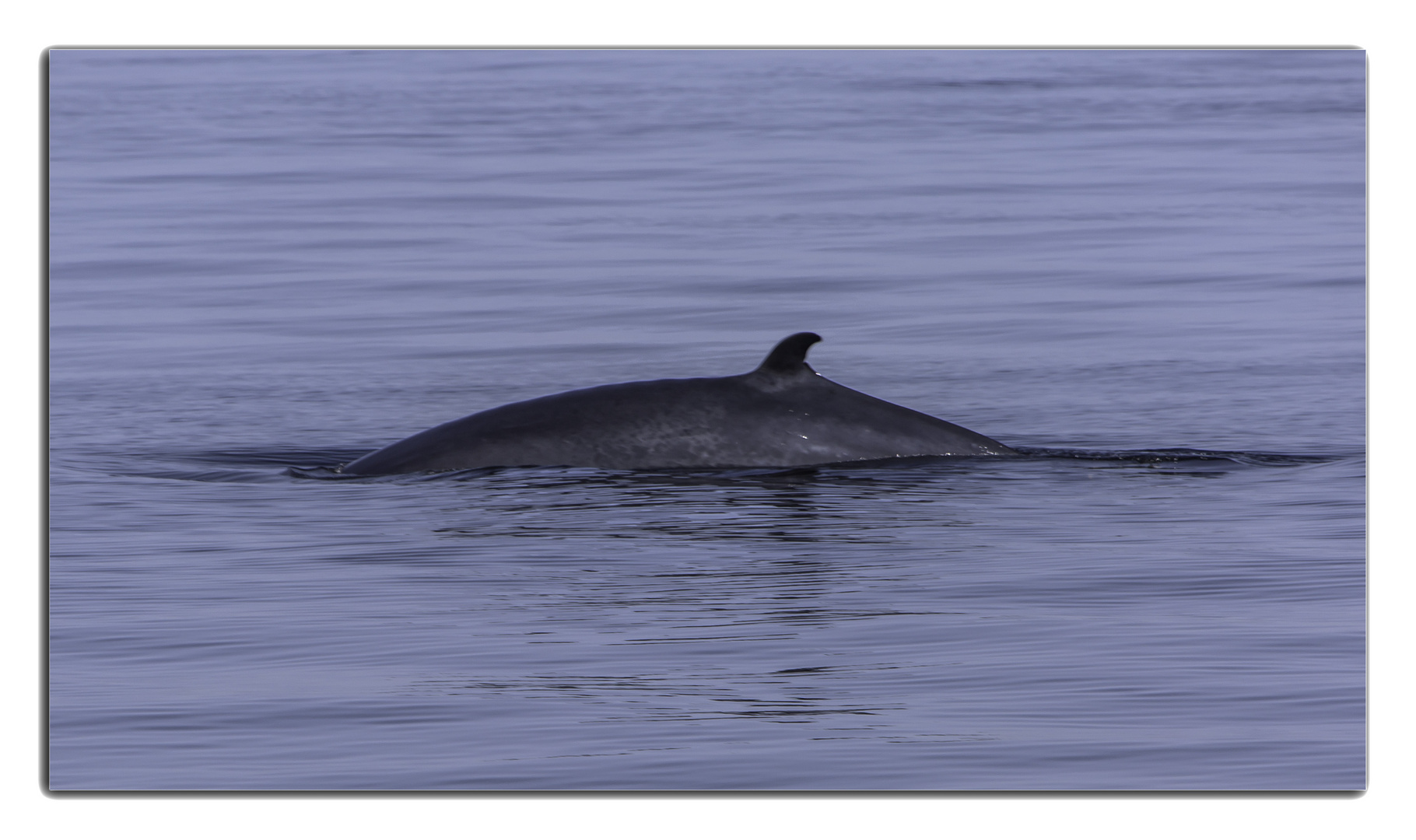 baleine photo et image | animaux, poissons mollusques +crustacés ...