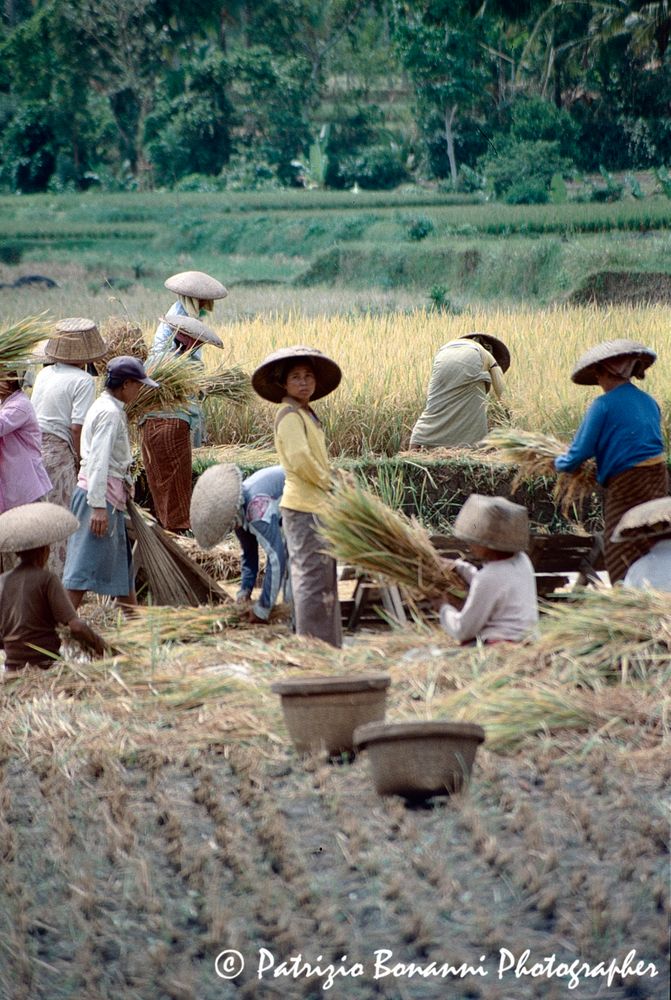 Bali 1990: mietitrici di riso Foto % Immagini| people, world, persone ...