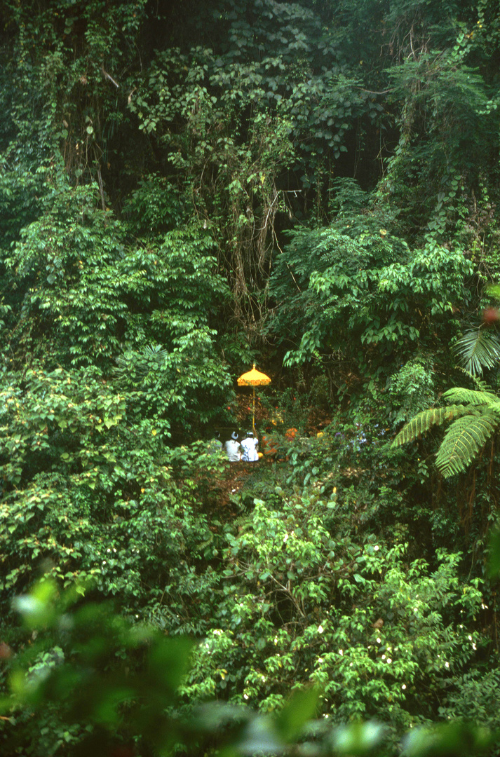 Bali Green Foto & Bild | asia, indonesia, southeast asia Bilder auf ...