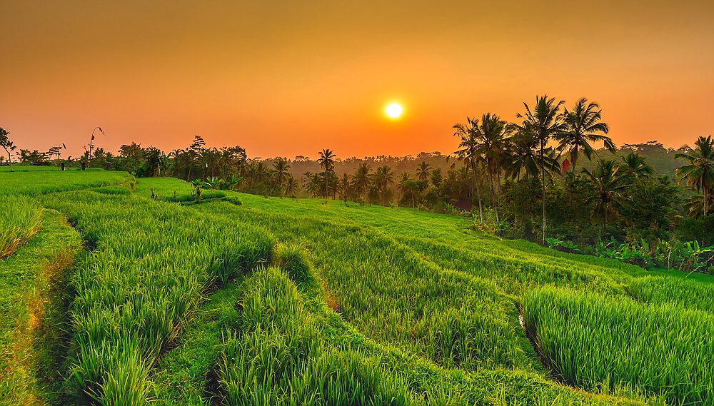 Bali Reisfeld Foto & Bild | asia, indonesia, southeast asia Bilder auf ...