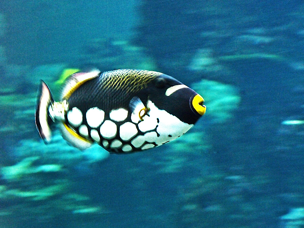 Baliste clown - Aquarium des Lagons, Nouméa - Leopardendrücker photo et ...