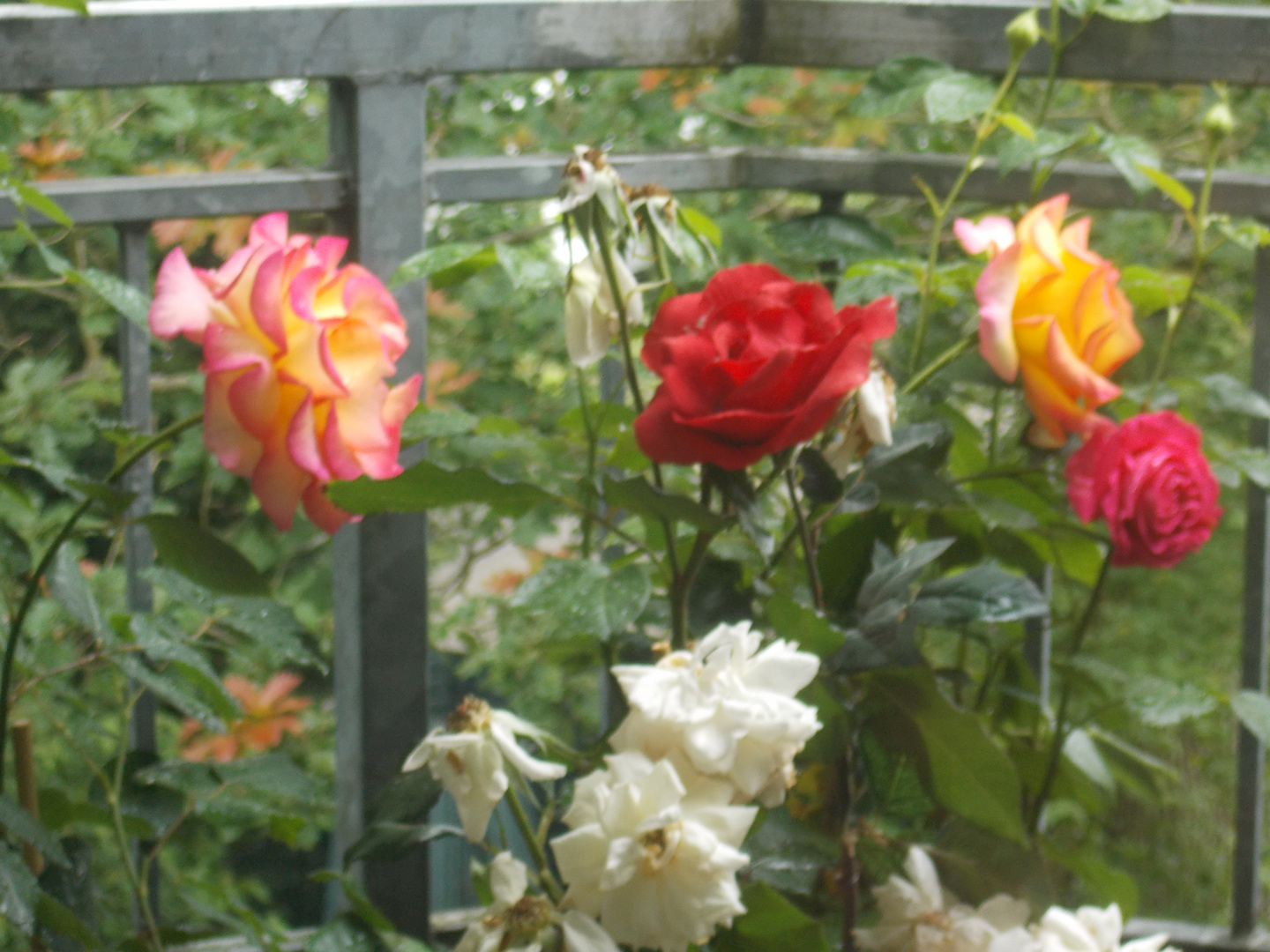 Balkon-Rosem Foto & Bild | blumen, farben, rosen Bilder auf fotocommunity