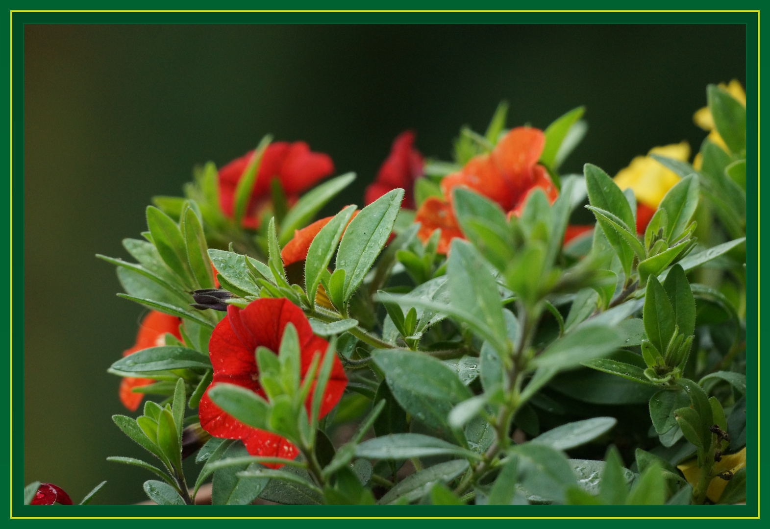 Balkonblumen Foto & Bild | pflanzen, pilze & flechten, blüten ...