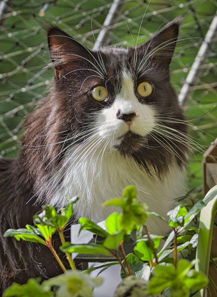 Balkonzeit Foto & Bild | tiere, haustiere, katzen Bilder auf fotocommunity