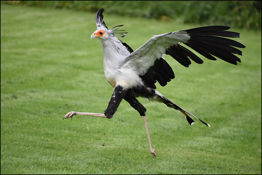 Ballettänzer !?!? Foto & Bild | natur, tiere, zoo, wildpark & falknerei ...