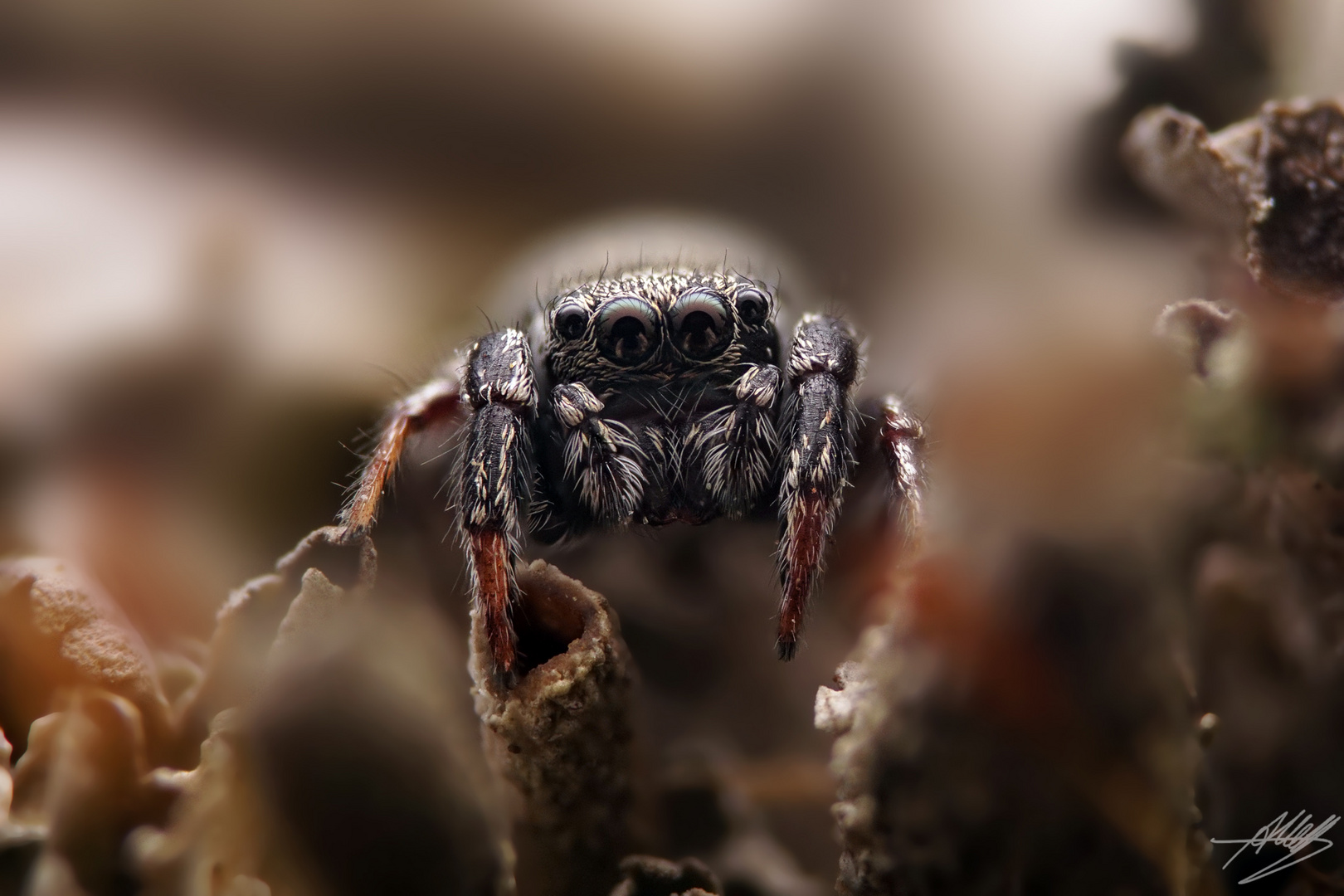 Ballus chalybeius Weibchen Foto & Bild | tiere, wildlife, spinnen ...