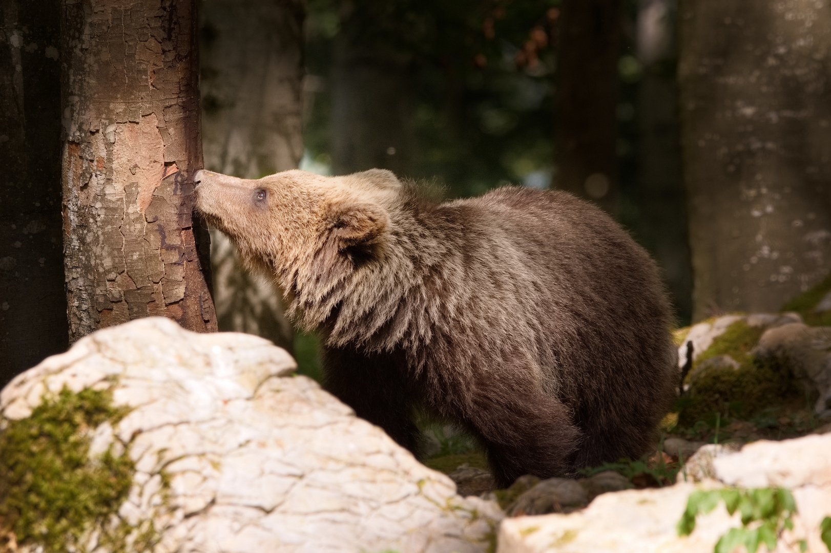 Balu Foto & Bild | natur, tiere, wildlife Bilder auf fotocommunity