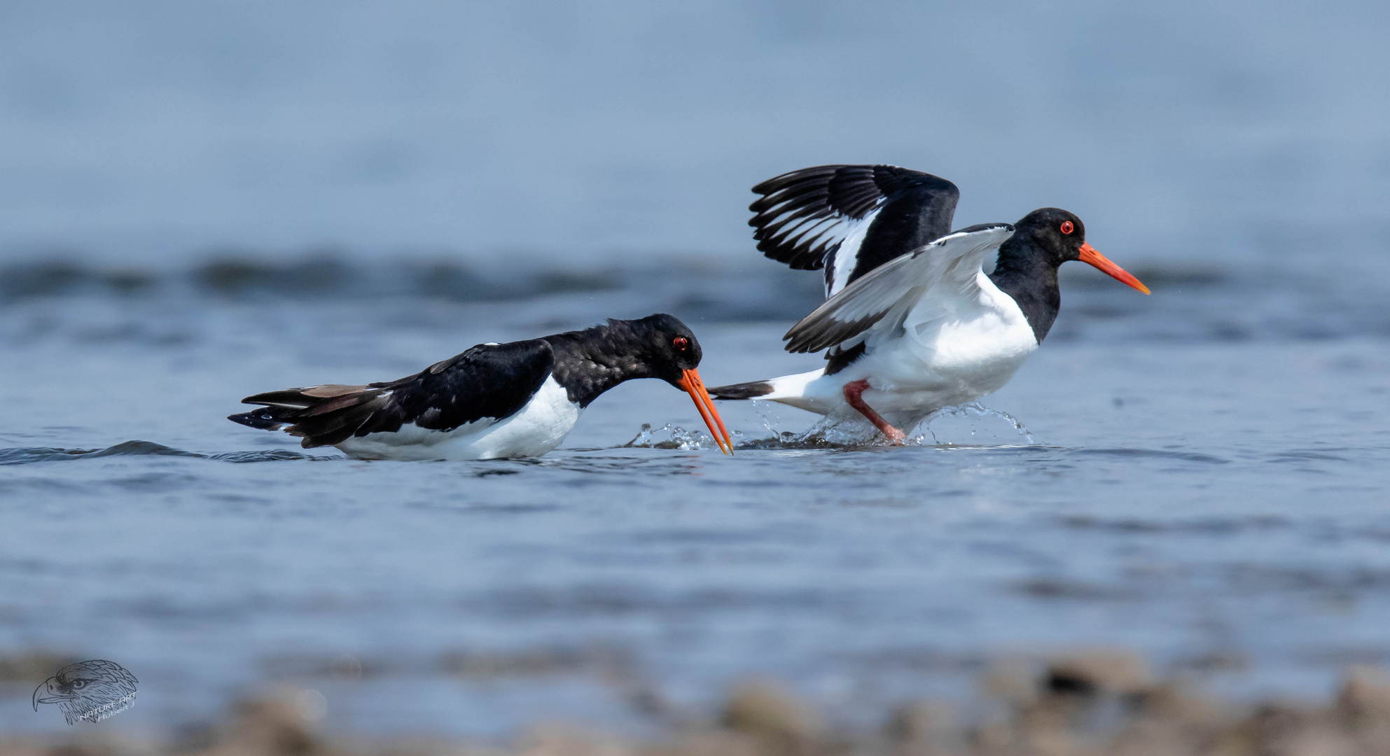 Balz°°° Foto & Bild | animaux, animaux sauvages, oiseaux Bilder auf ...