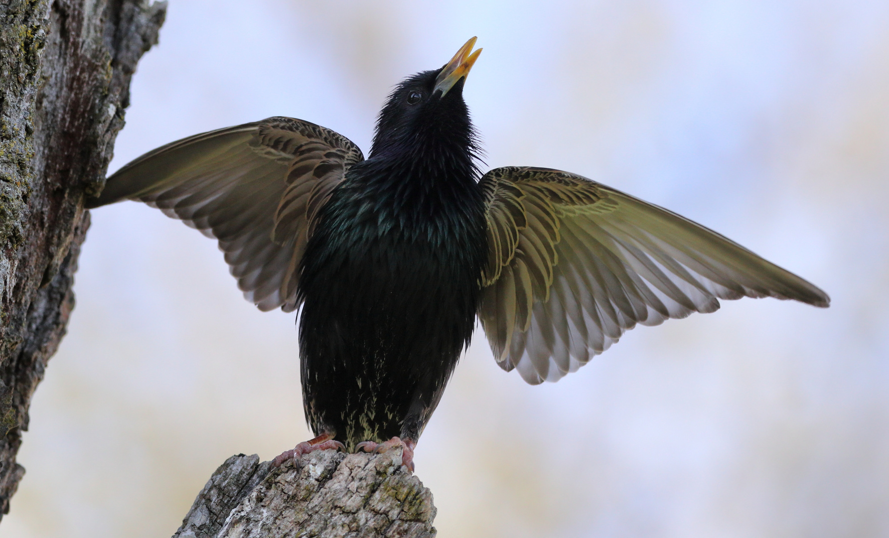Balz Foto & Bild | tiere, wildlife, wild lebende vögel Bilder auf ...
