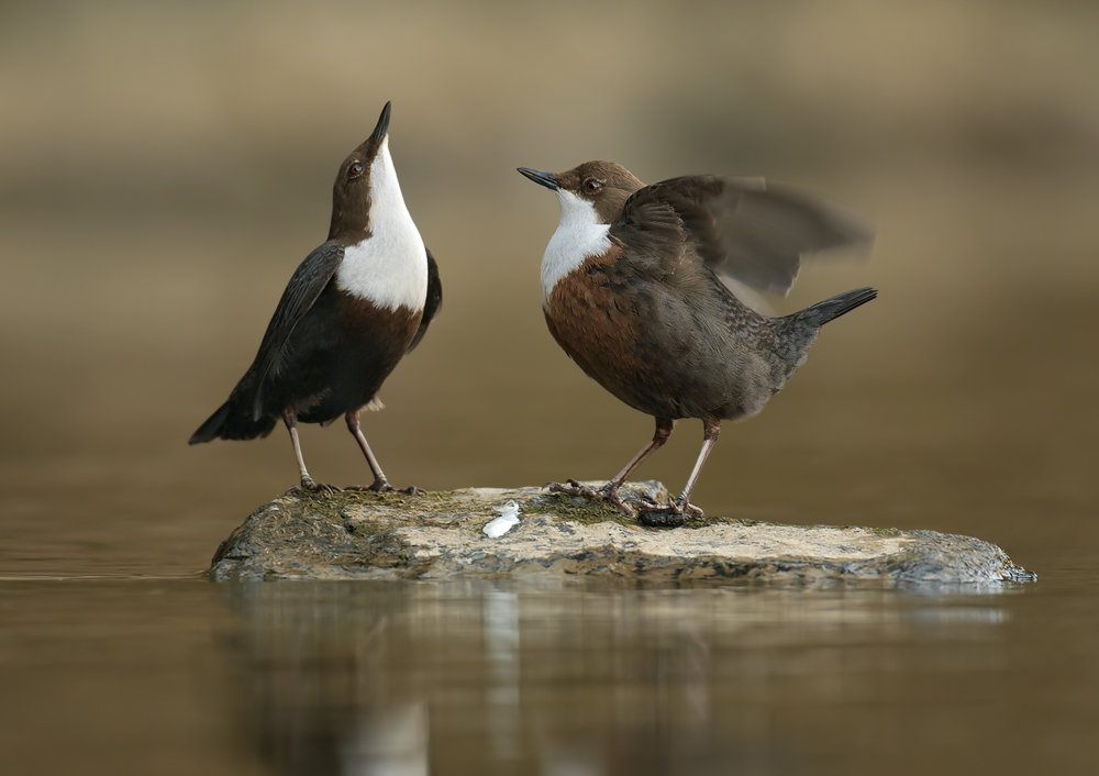 balz Foto & Bild | tiere, wildlife, wild lebende vögel Bilder auf ...