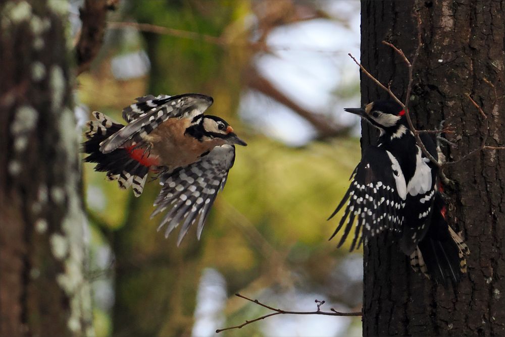 Balz der Buntspechte Foto & Bild | park, wildgruber, nymphenburger ...