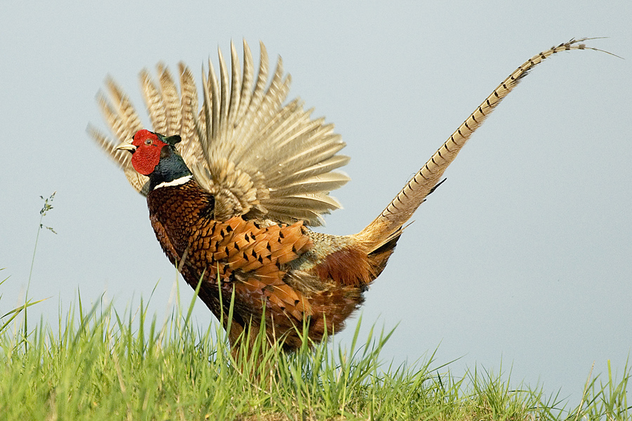 Balzender Fasan Foto & Bild | tiere, wildlife, wild lebende vögel ...