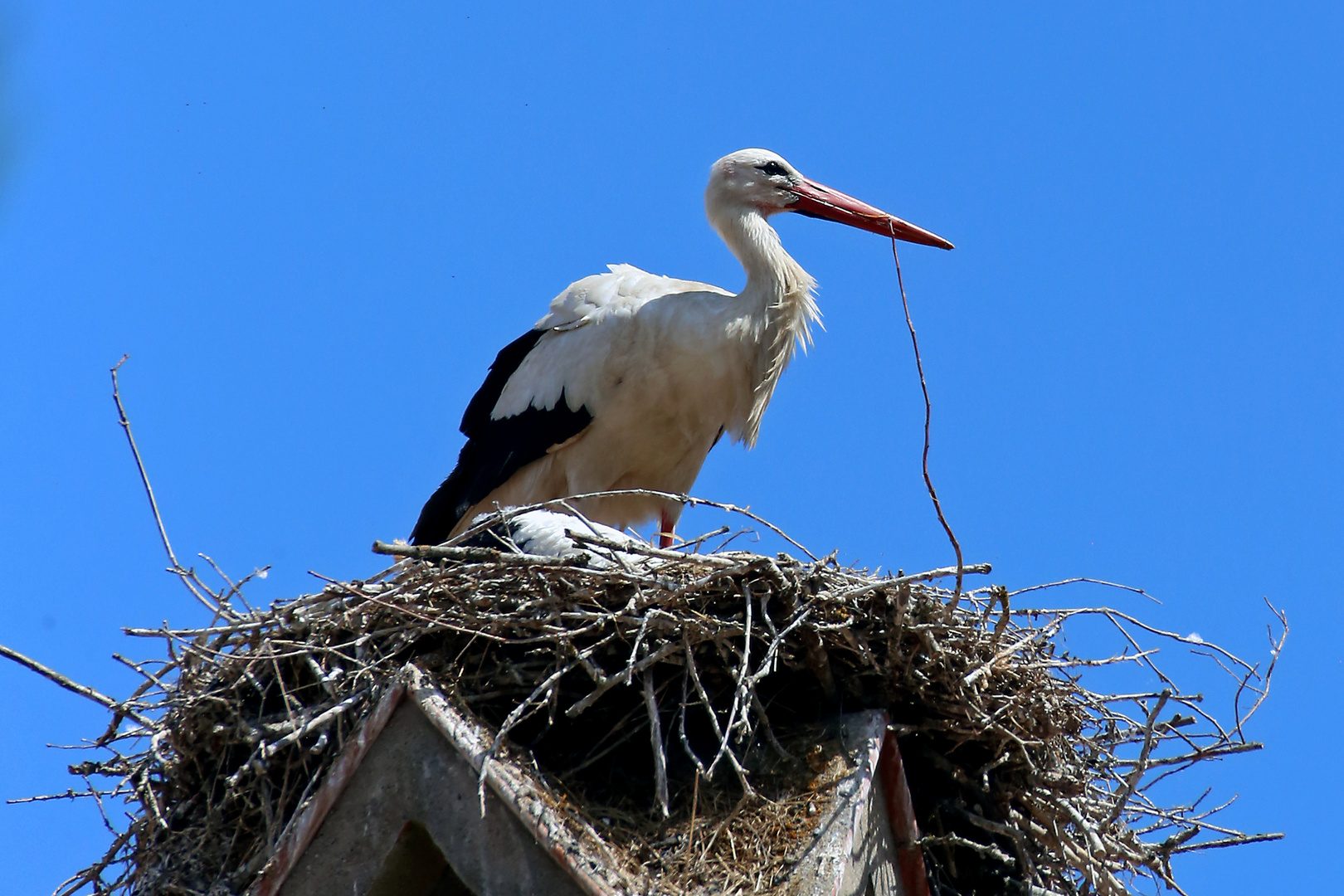 Bamberger Storch Foto & Bild | tiere, wildlife, wild lebende vögel ...