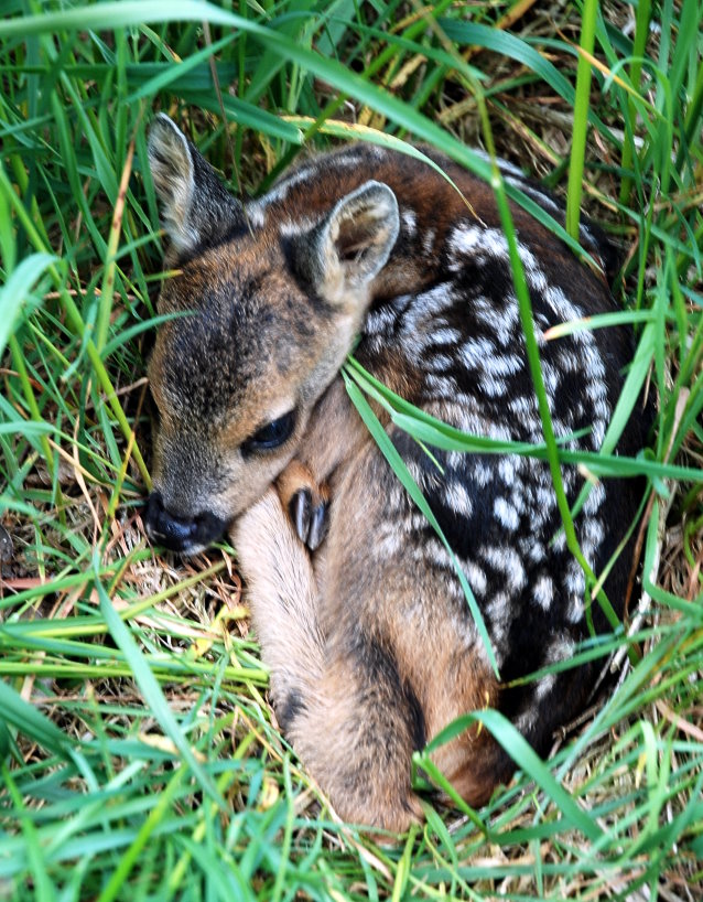 Bambi Foto & Bild | tiere, tierkinder, menschen und tiere Bilder auf ...