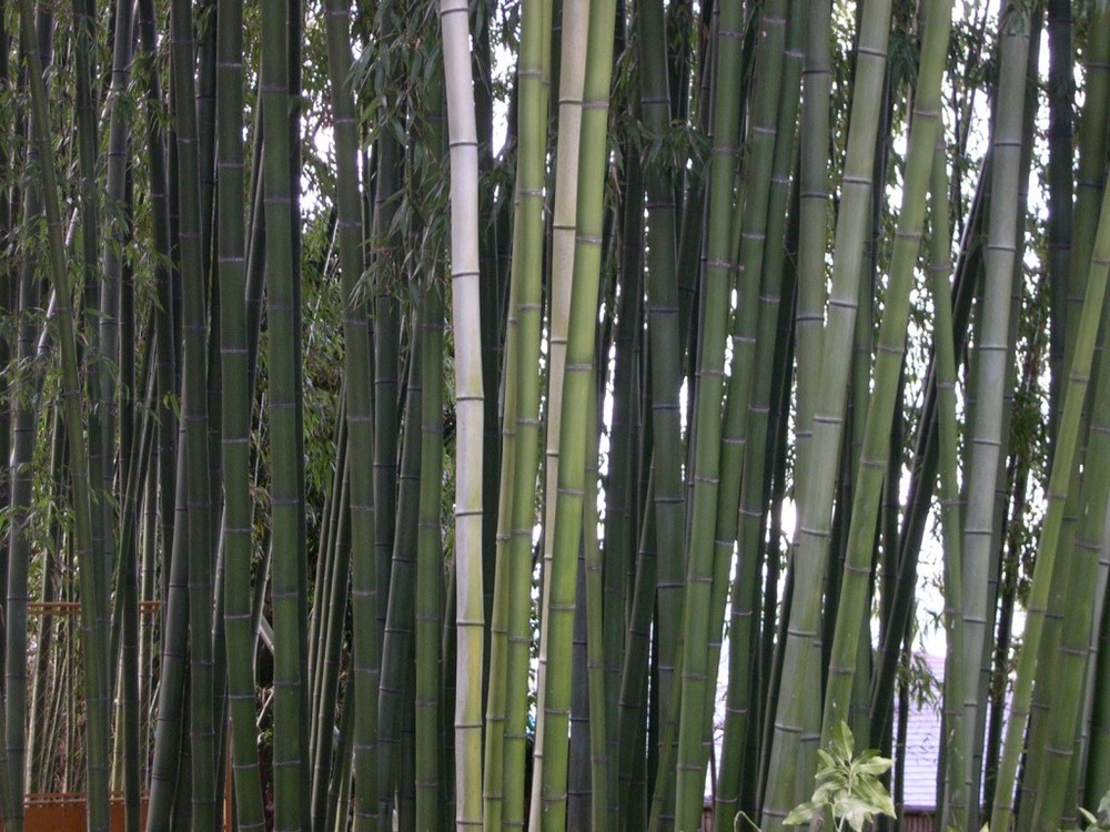 Bambu in Kyoto Foto & Bild | asia, japan, east asia Bilder auf ...