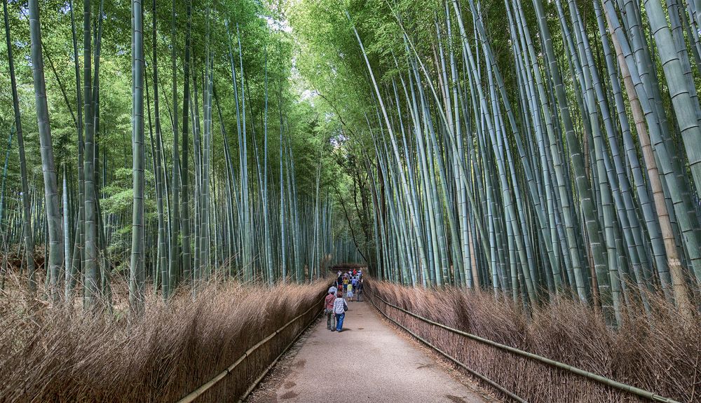 Bambus Foto & Bild | asia, japan, landschaft Bilder auf fotocommunity