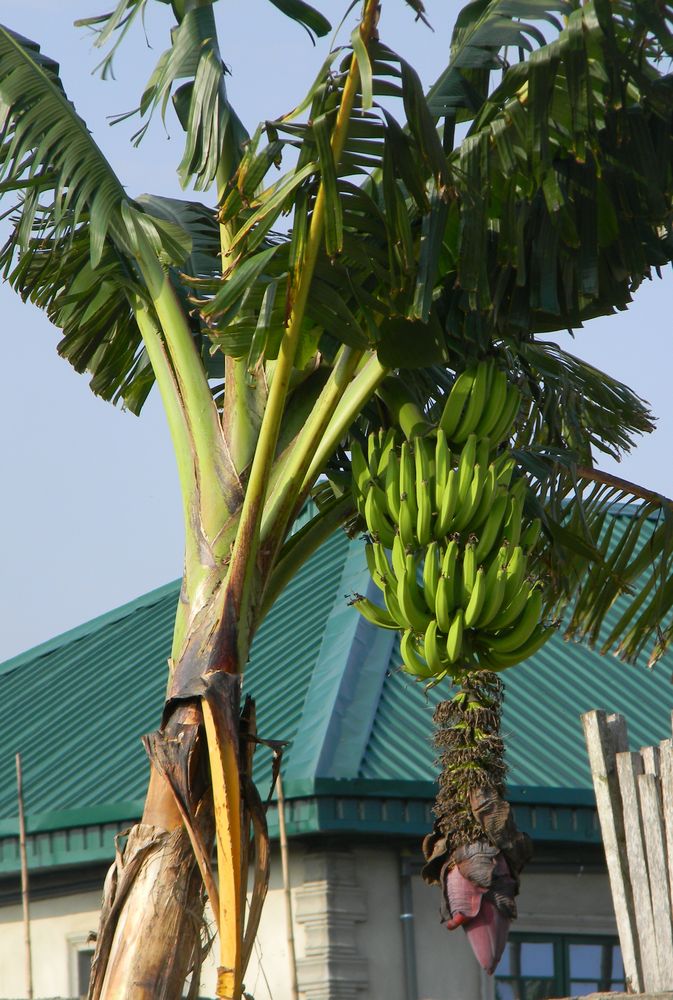 Bananenbaum Foto & Bild | africa, western africa, nigeria Bilder auf ...