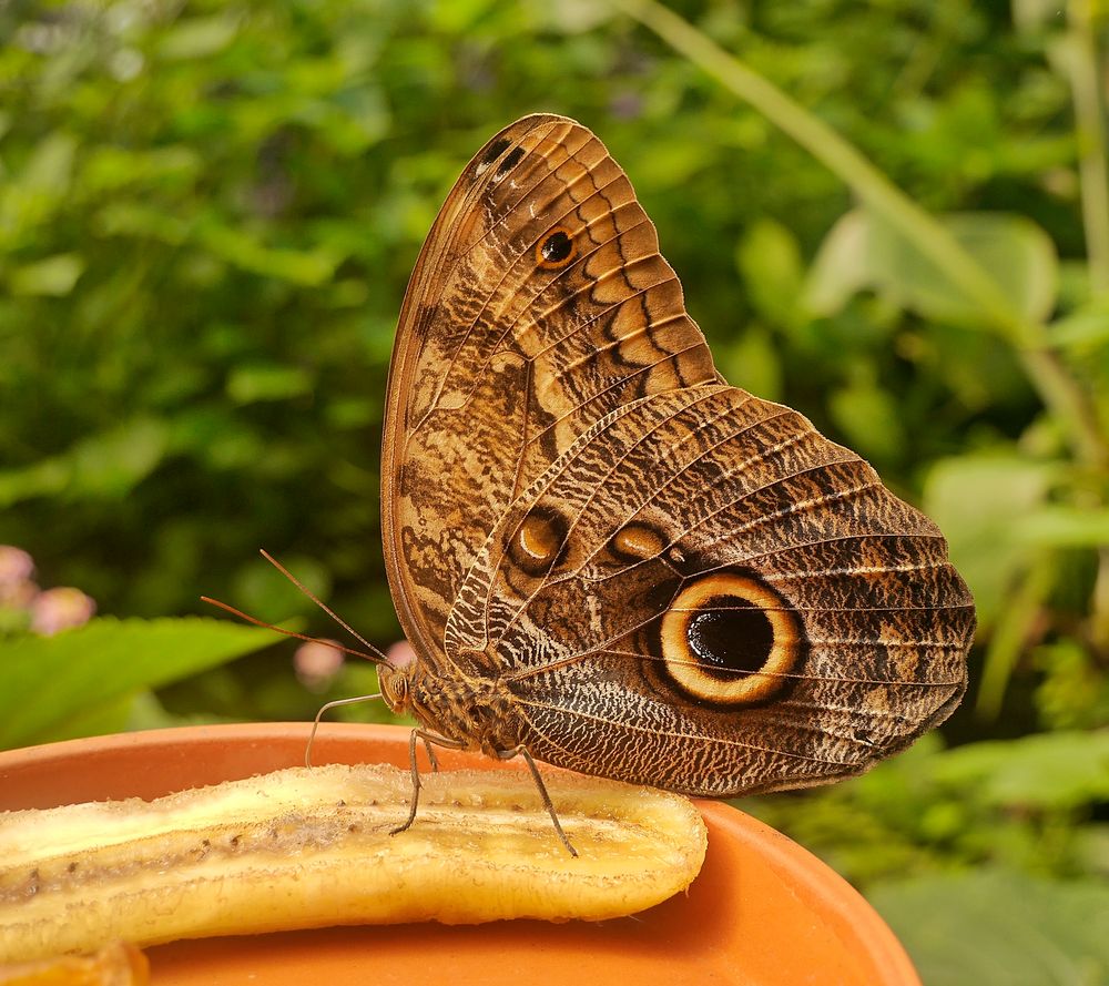 Bananenfalter Foto & Bild | natur, insekten, tiere Bilder auf fotocommunity
