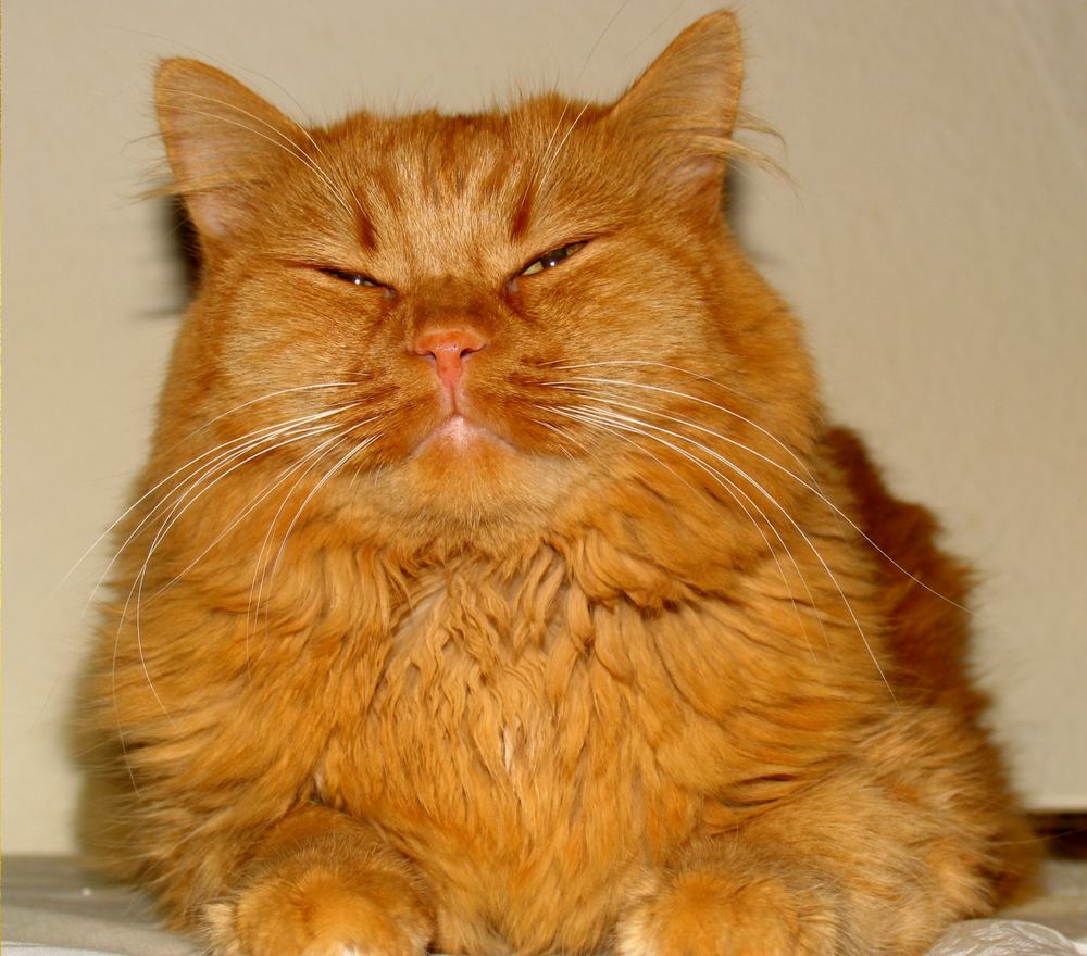 Bandito, der neue Chef Foto & Bild | tiere, haustiere, katzen Bilder ...